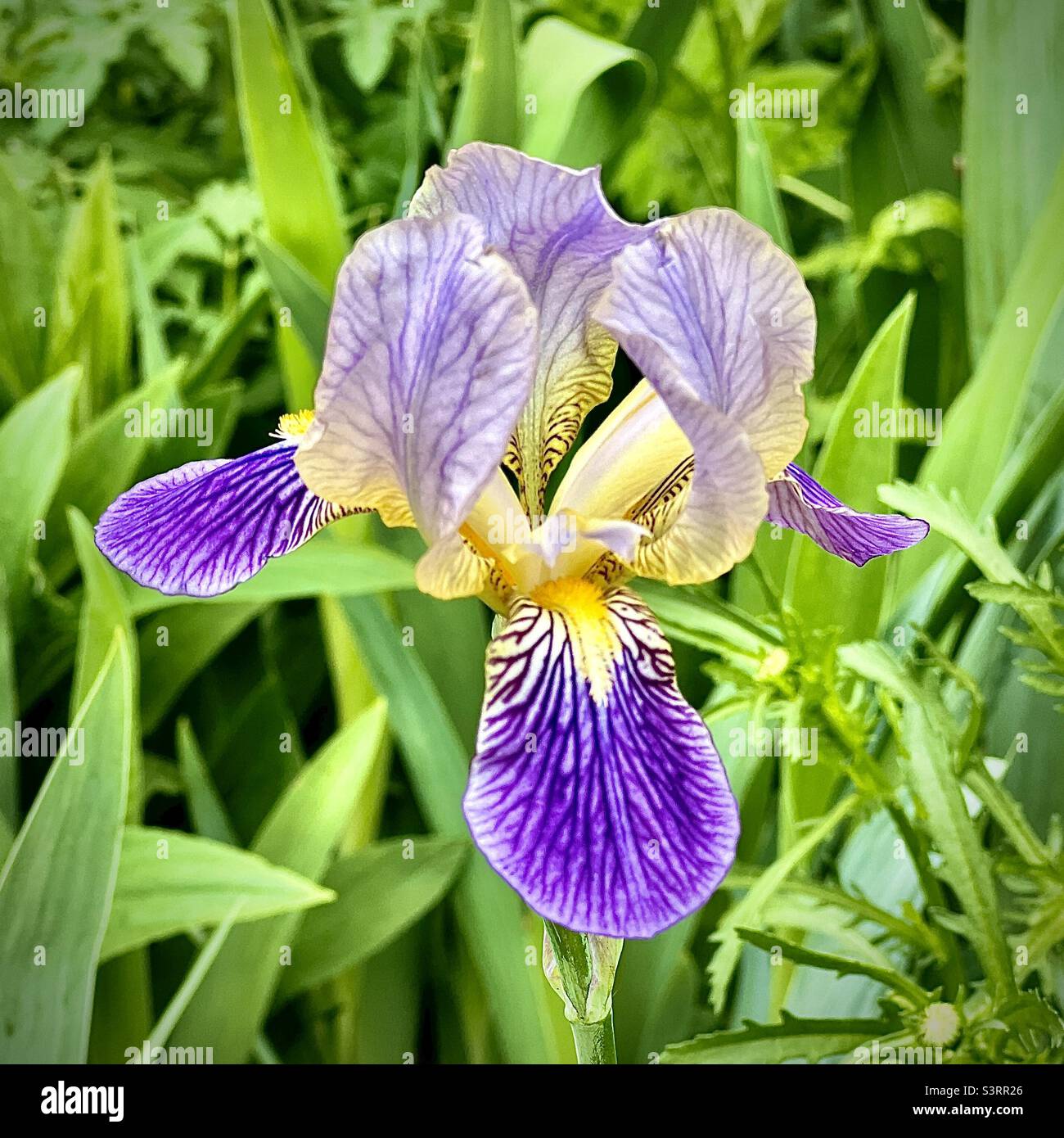 Stunning iris flower hi-res stock photography and images - Alamy