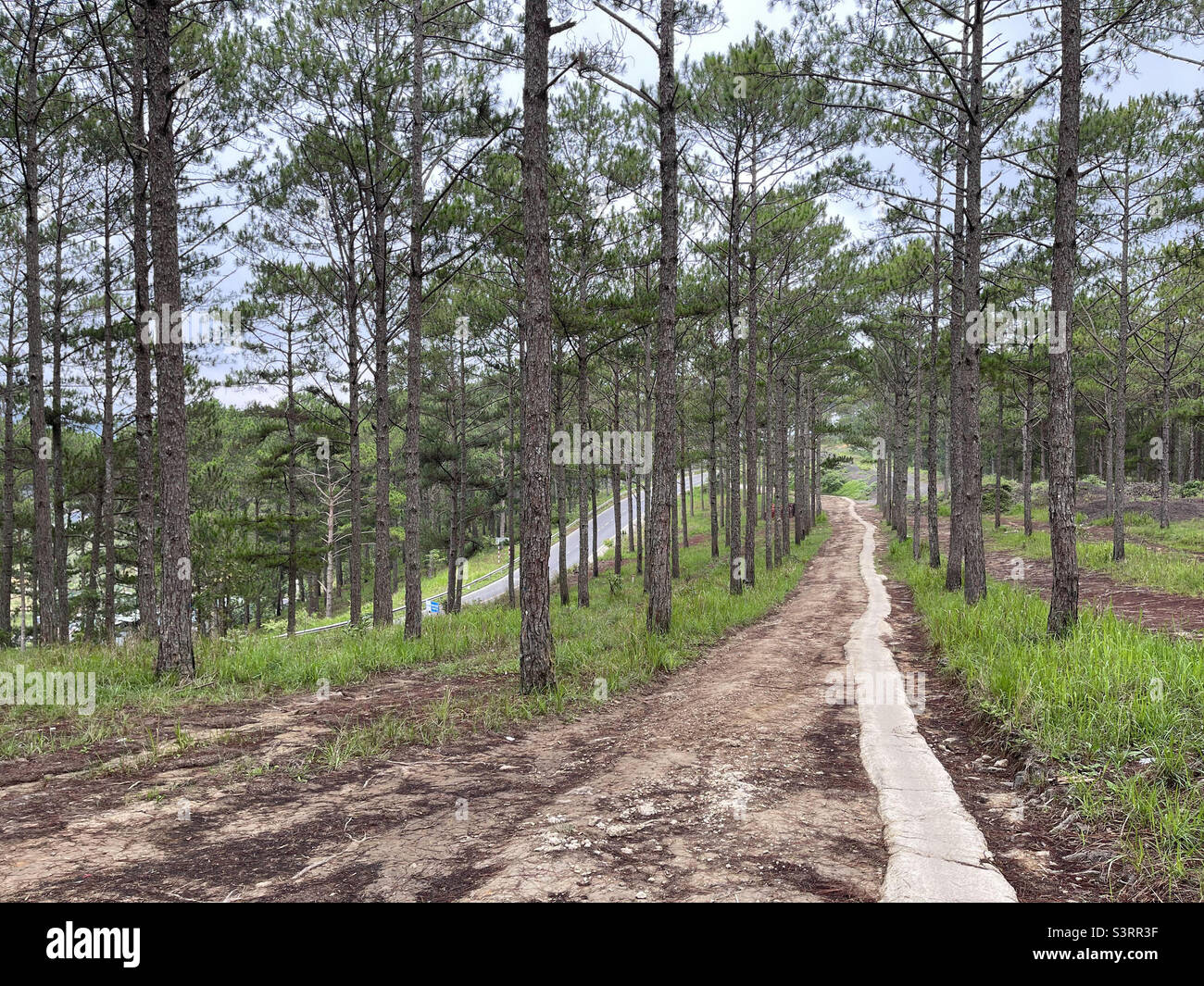 Path in the pine forest hi-res stock photography and images - Alamy