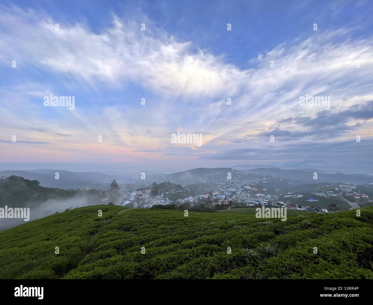 Dawn rising on tea hi-res stock photography and images - Alamy