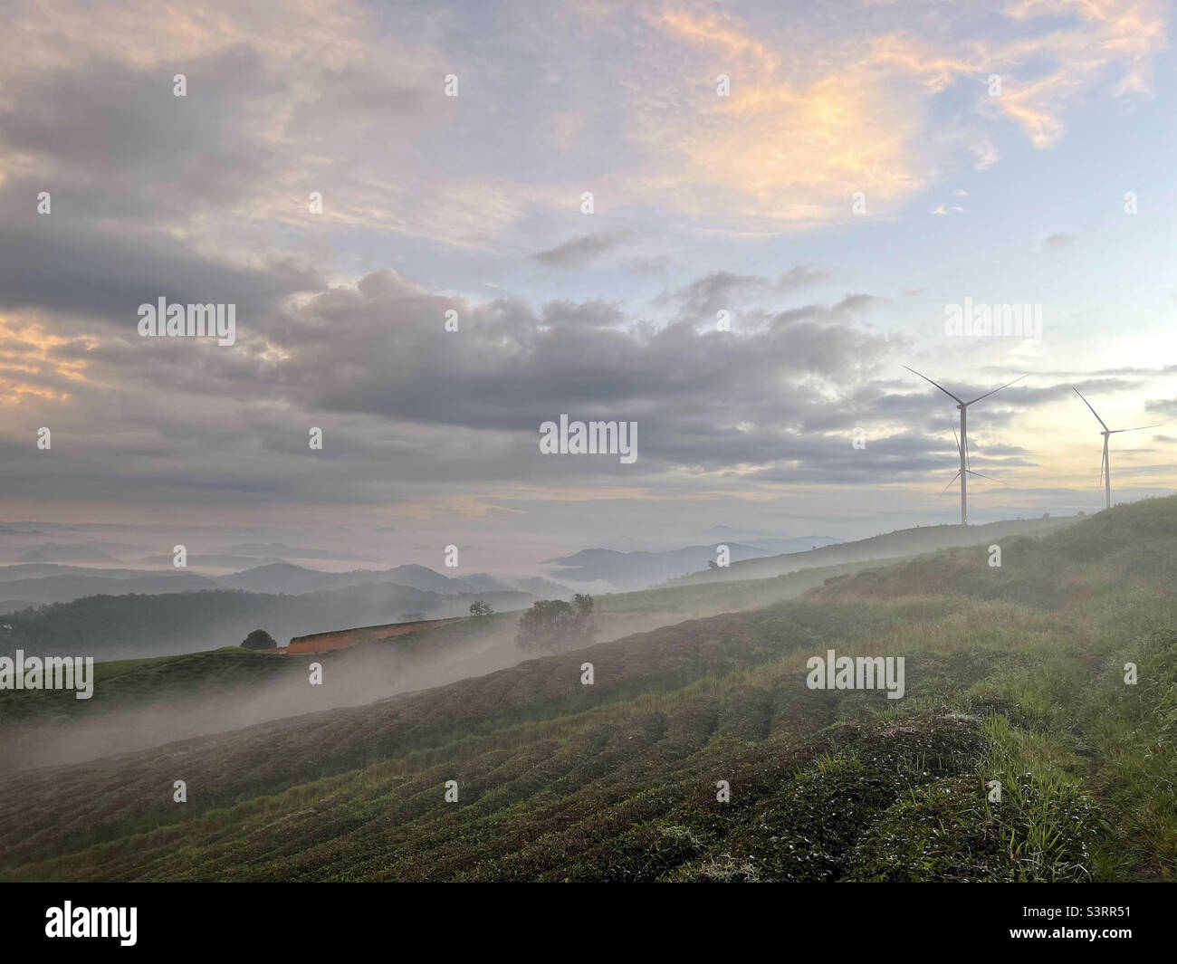 Dawn rising on tea hi-res stock photography and images - Alamy