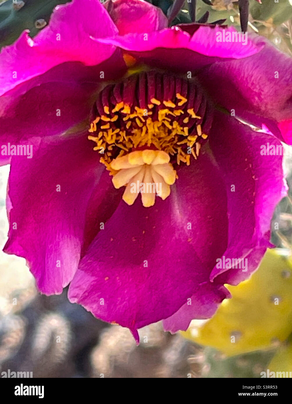Dark pink prickly pear blossom hi-res stock photography and images - Alamy