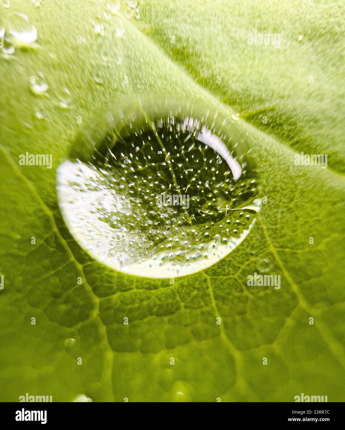 Water drop surface tension hi-res stock photography and images - Alamy