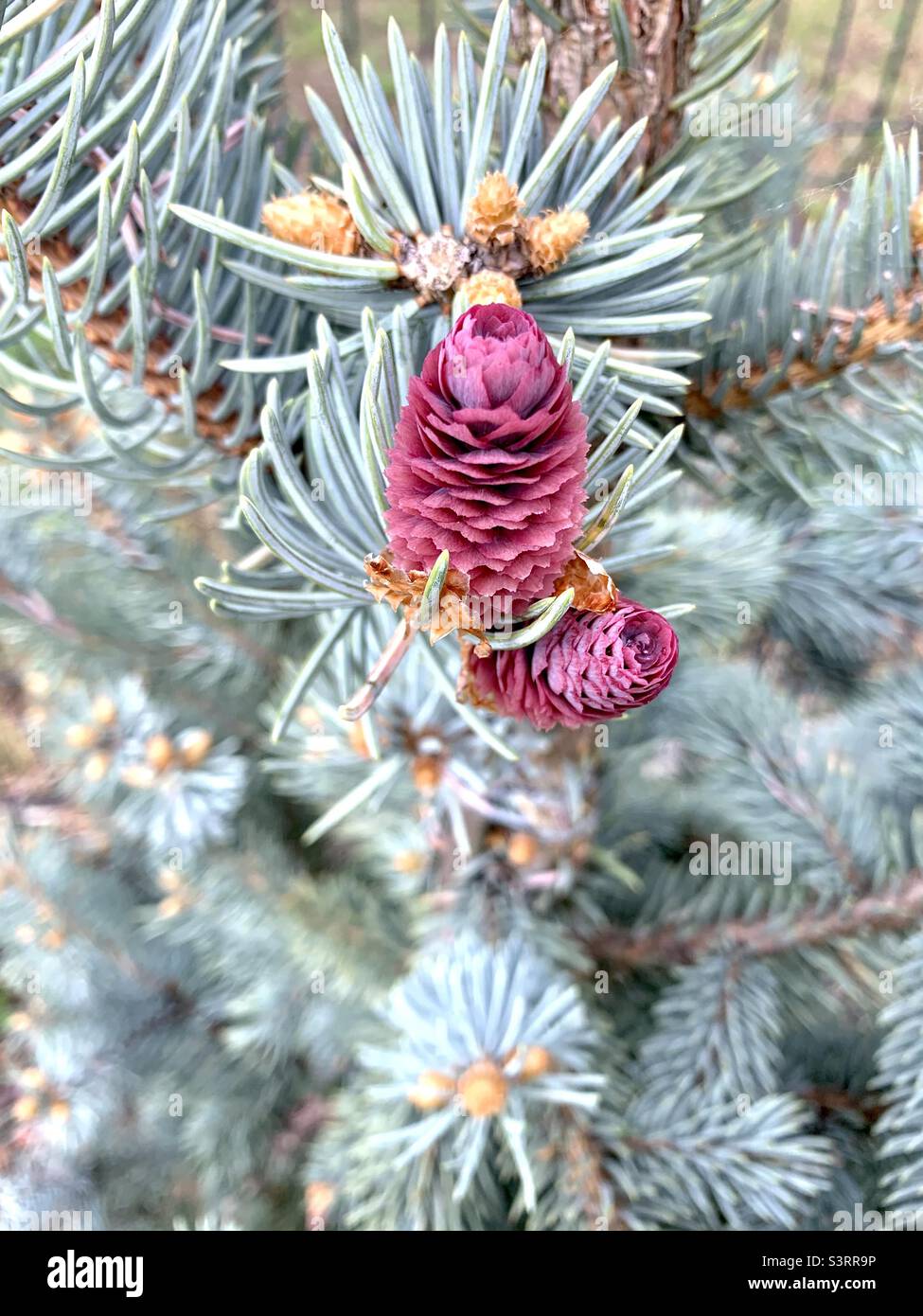 Silver tree hi-res stock photography and images - Alamy