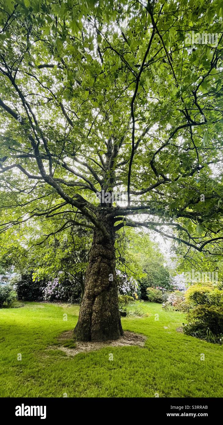 Healthy Tree = Healthy Life Stock Photo - Alamy