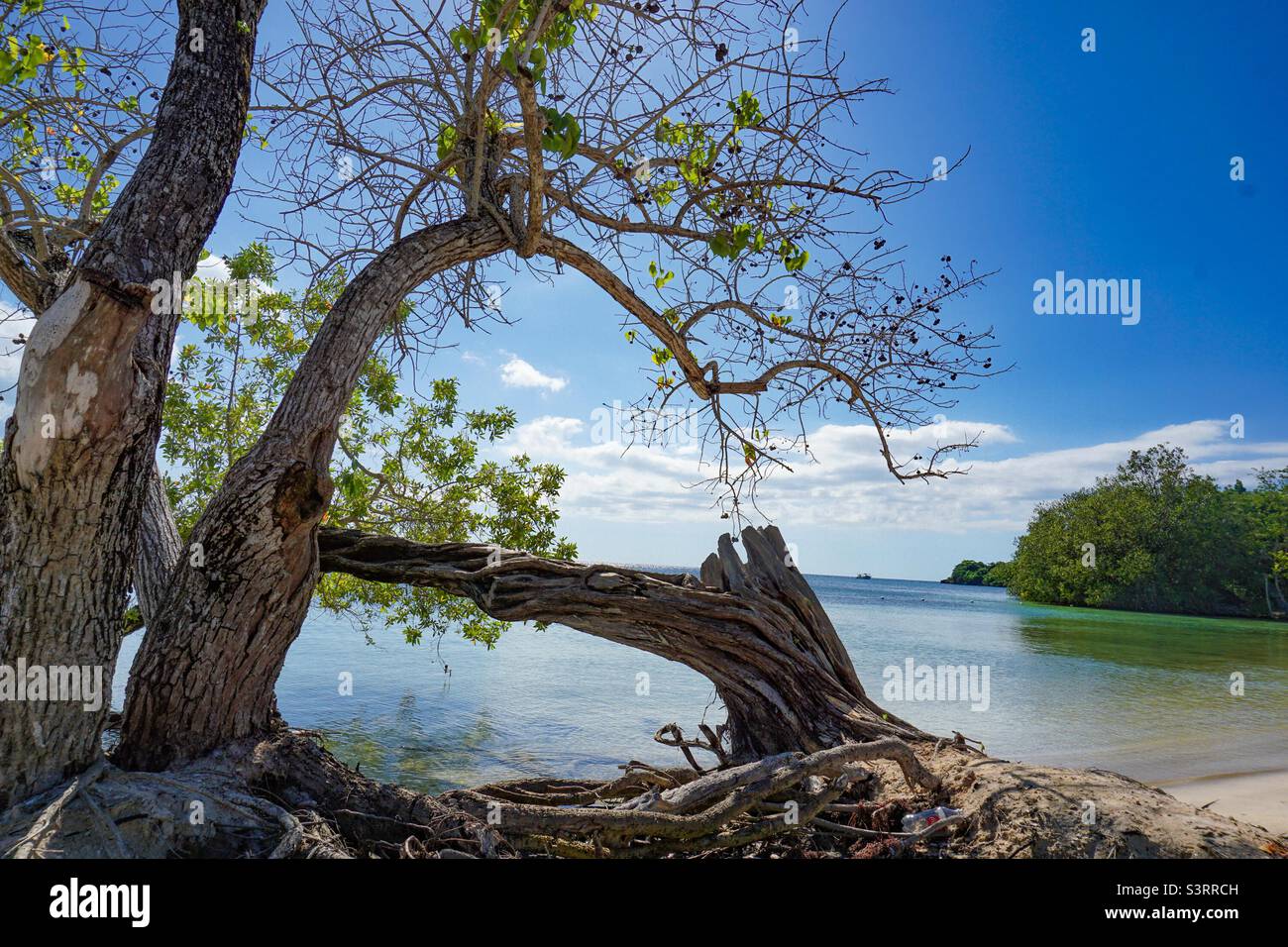 Strong roots hi-res stock photography and images - Alamy