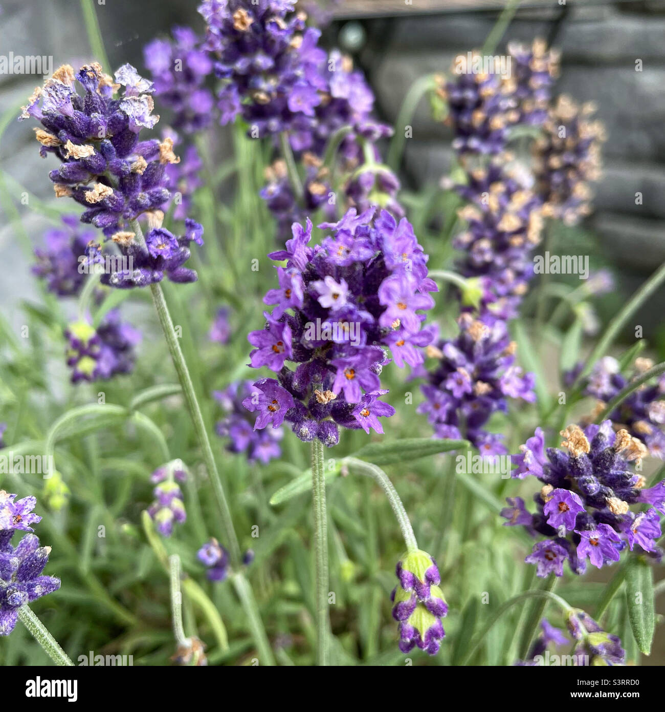 Lavender flower pot hi-res stock photography and images - Alamy