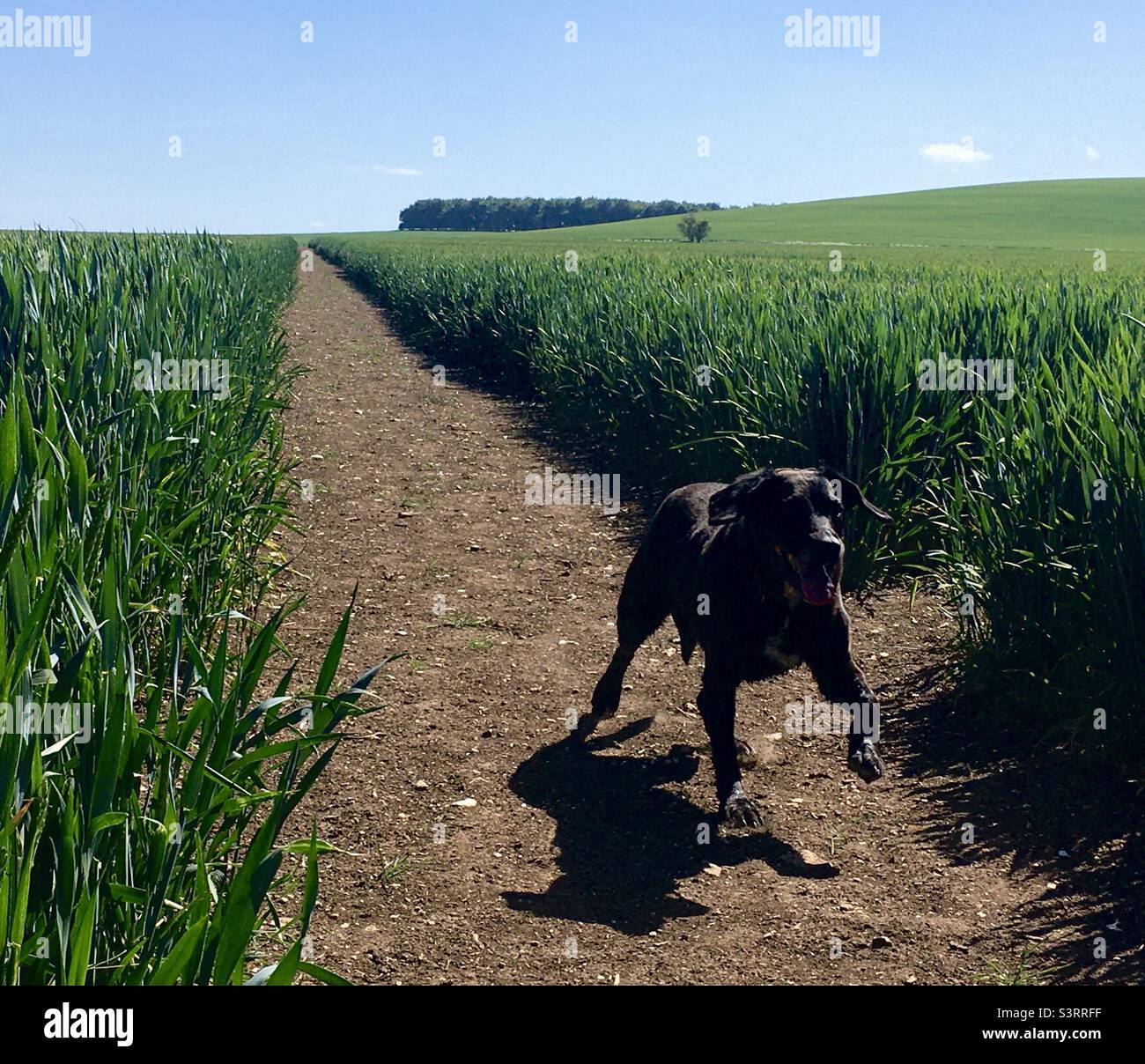 Black Labrador in Fields Stock Photo - Alamy