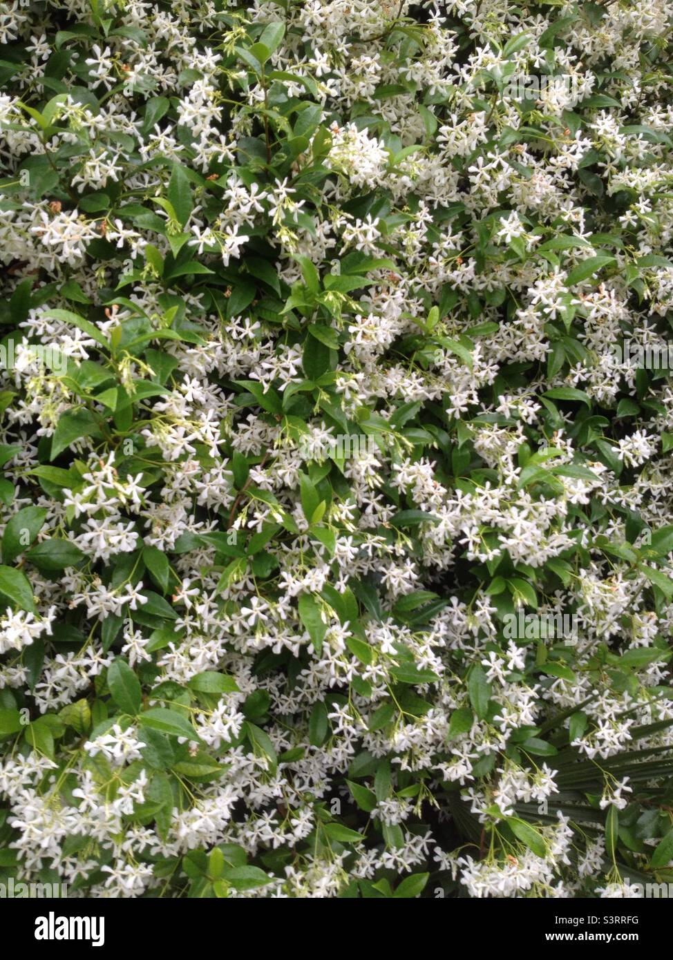 Plant flower flowers flowering hi-res stock photography and images - Alamy