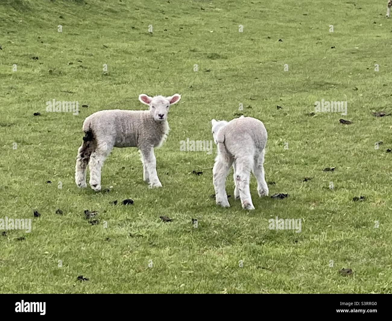 Baby lambs hi-res stock photography and images - Alamy