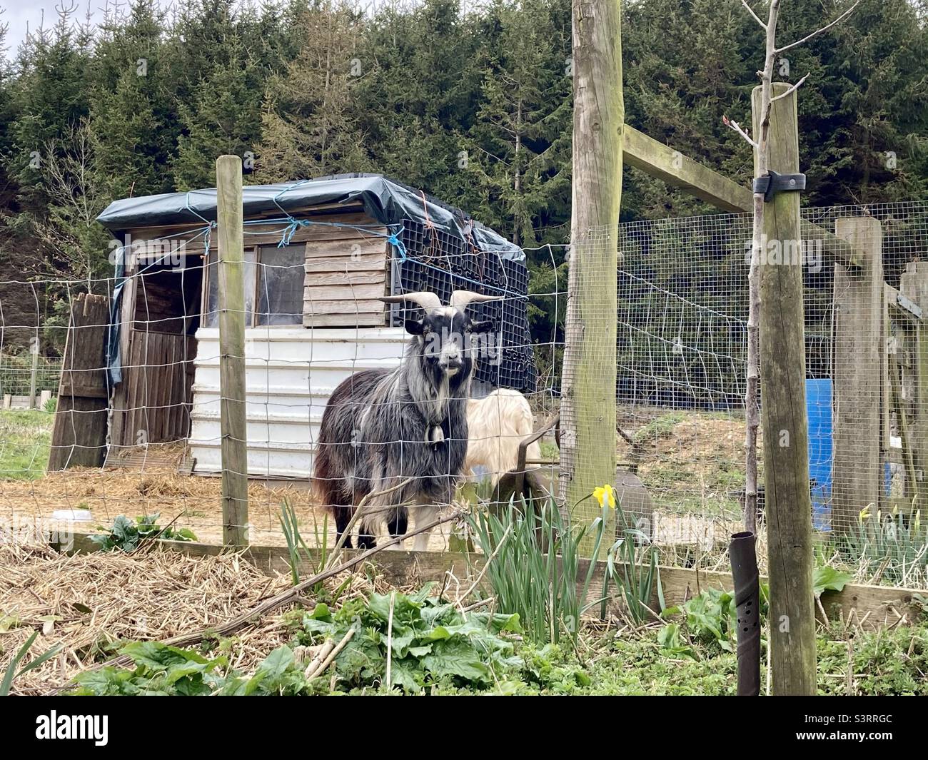 Goats being nosey Stock Photo - Alamy