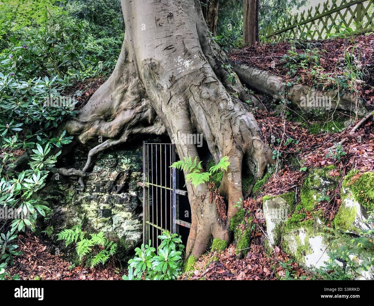 Very cool gateway under a tree Stock Photo - Alamy