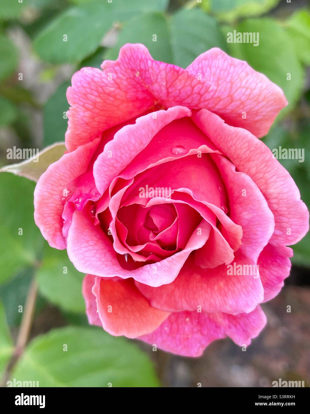 Roseplant hi-res stock photography and images - Alamy