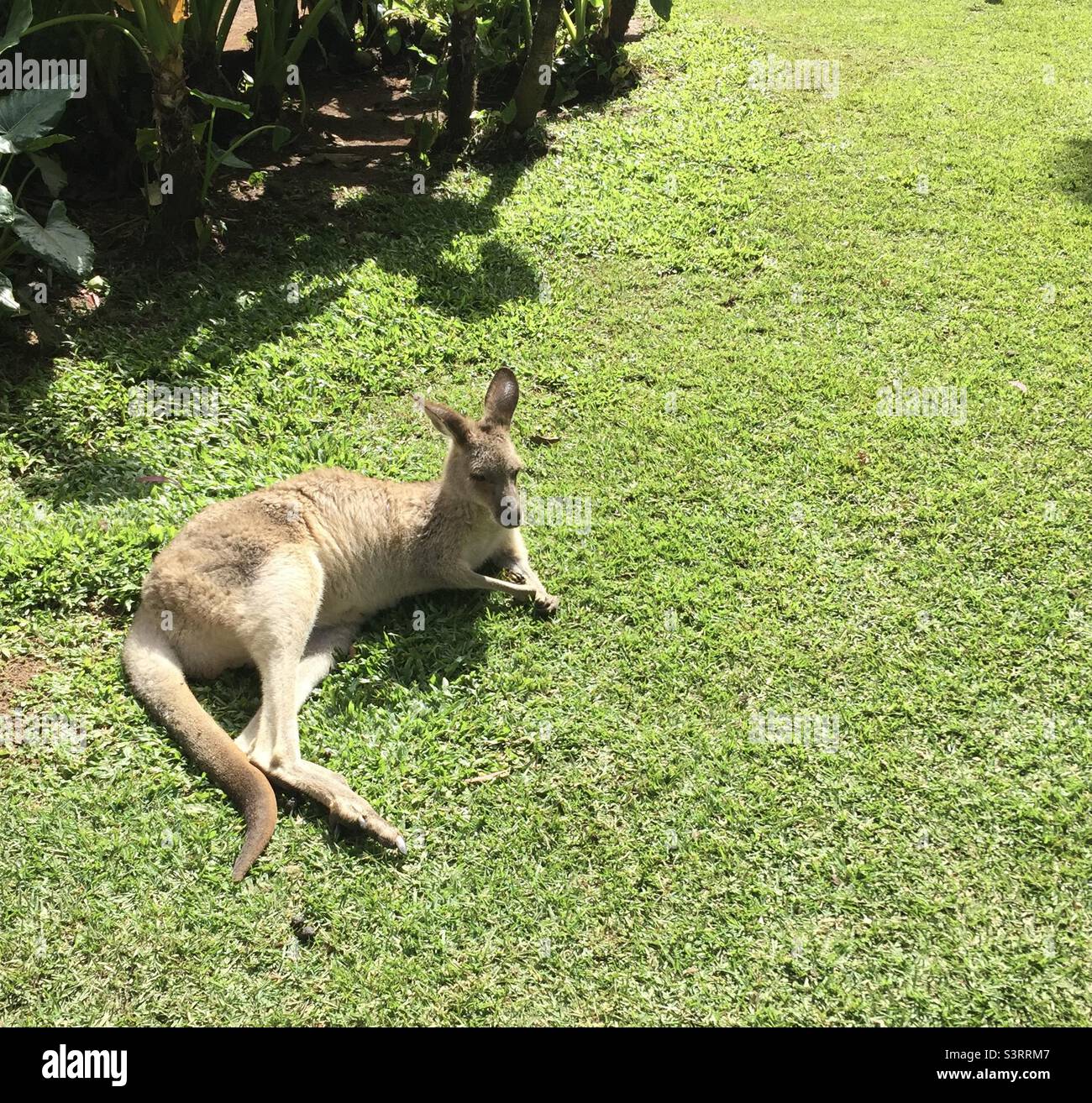 Sun on grass hi-res stock photography and images - Alamy