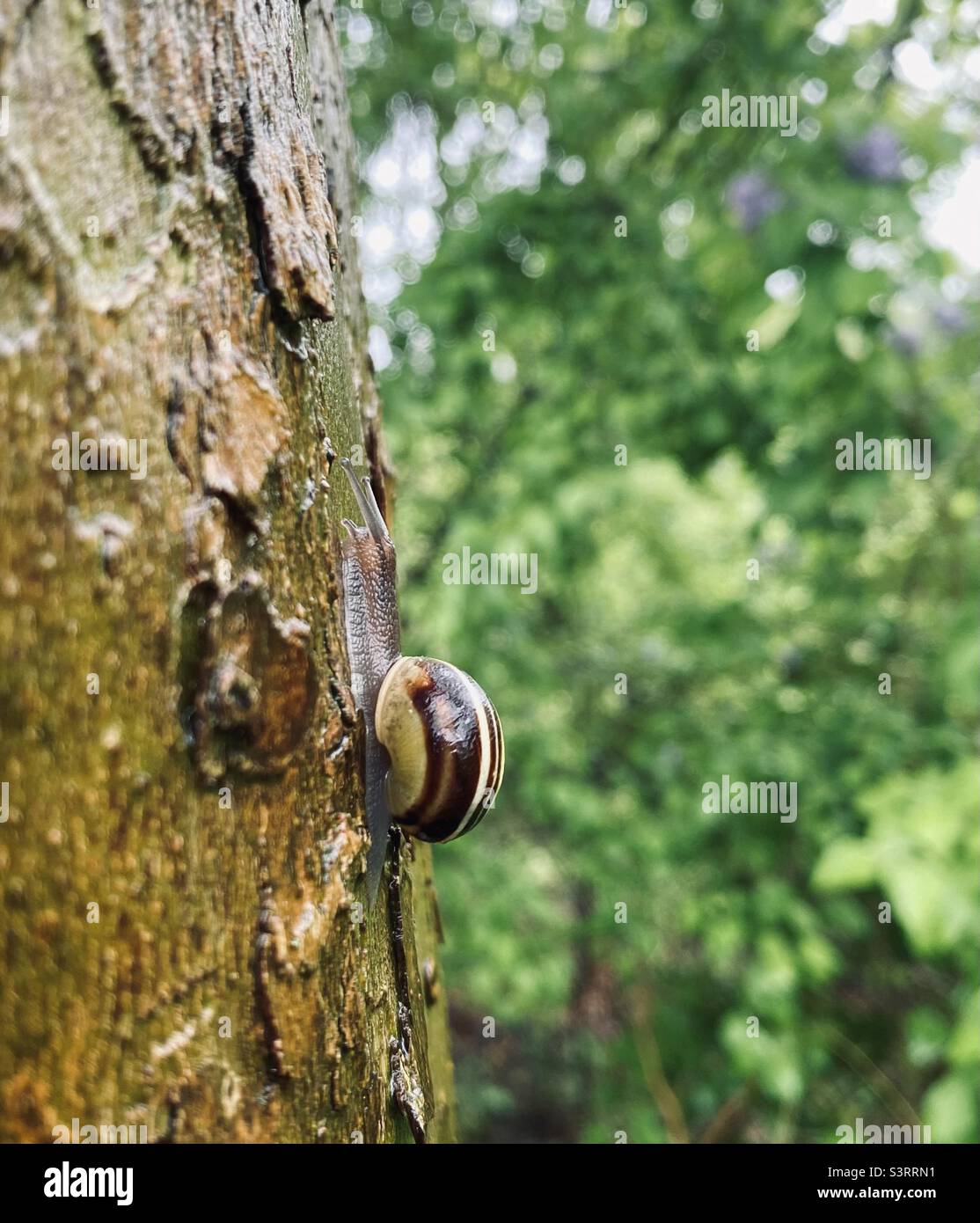 Calming nature photo, snail climbs tree after a rainy day Stock Photo ...