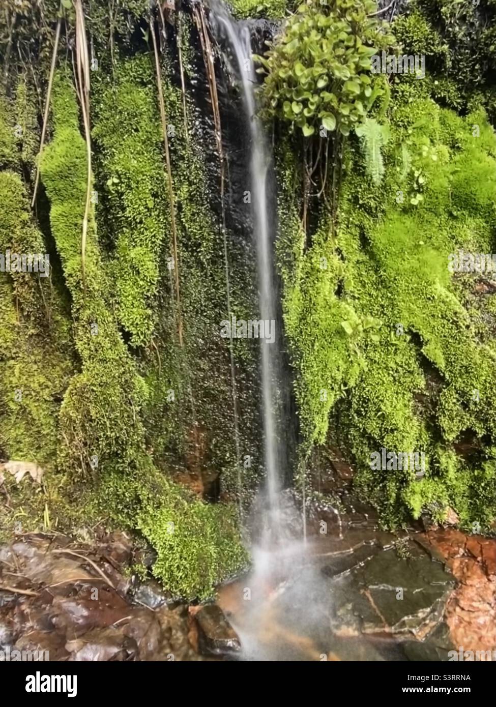 Miniature natural waterfall falling down moss Stock Photo - Alamy