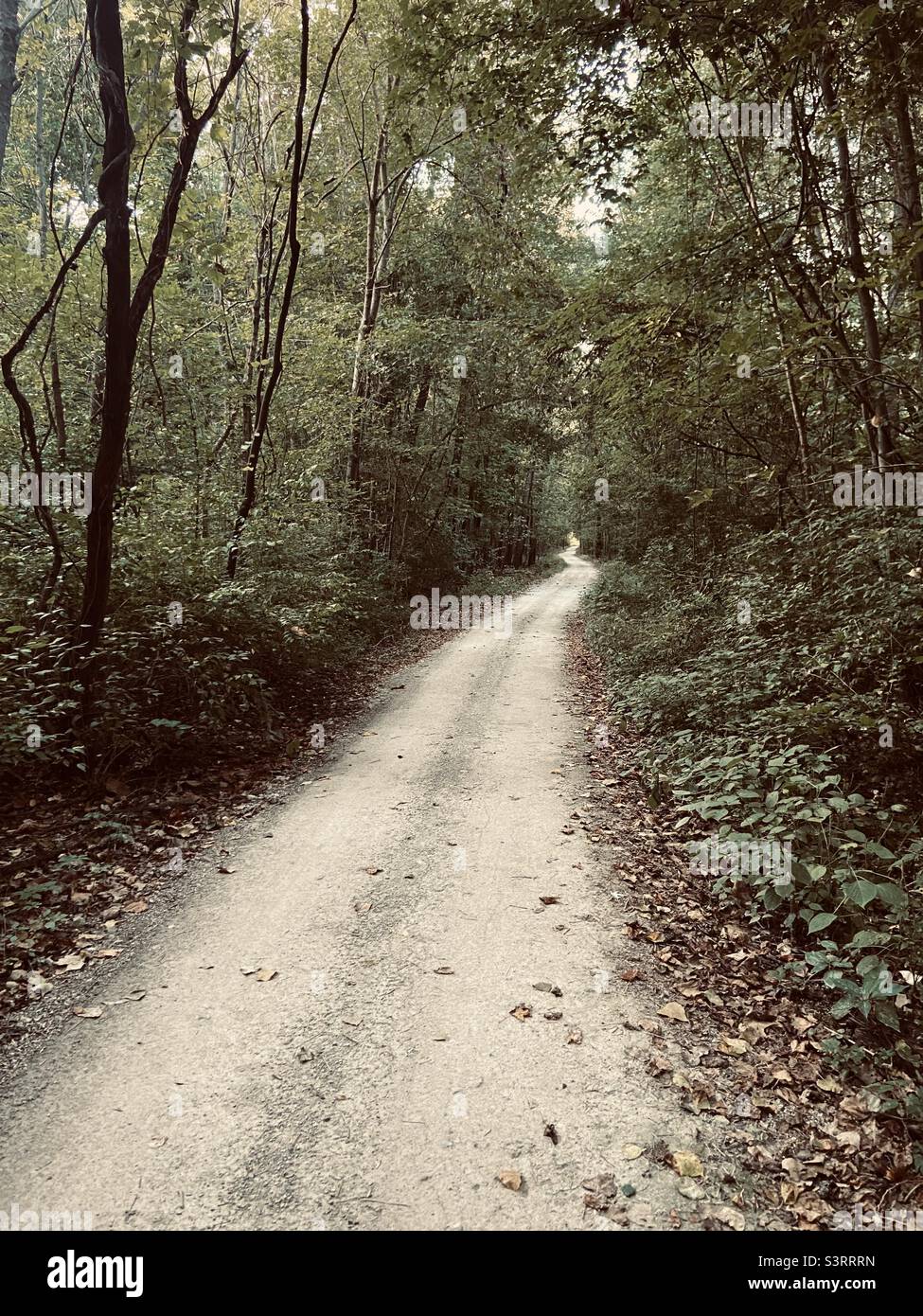 Gravel path through woods hi-res stock photography and images - Alamy