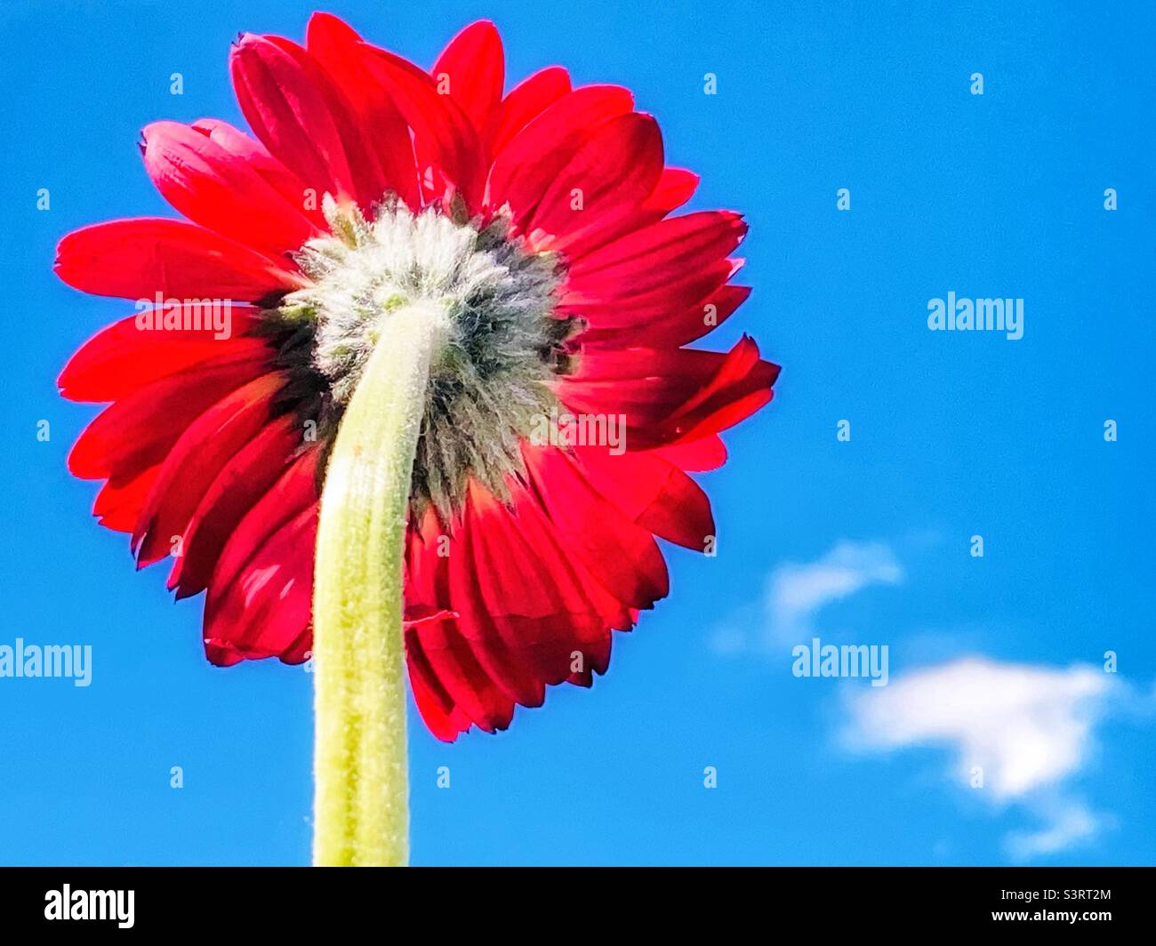 Gerbera stem hi-res stock photography and images - Alamy