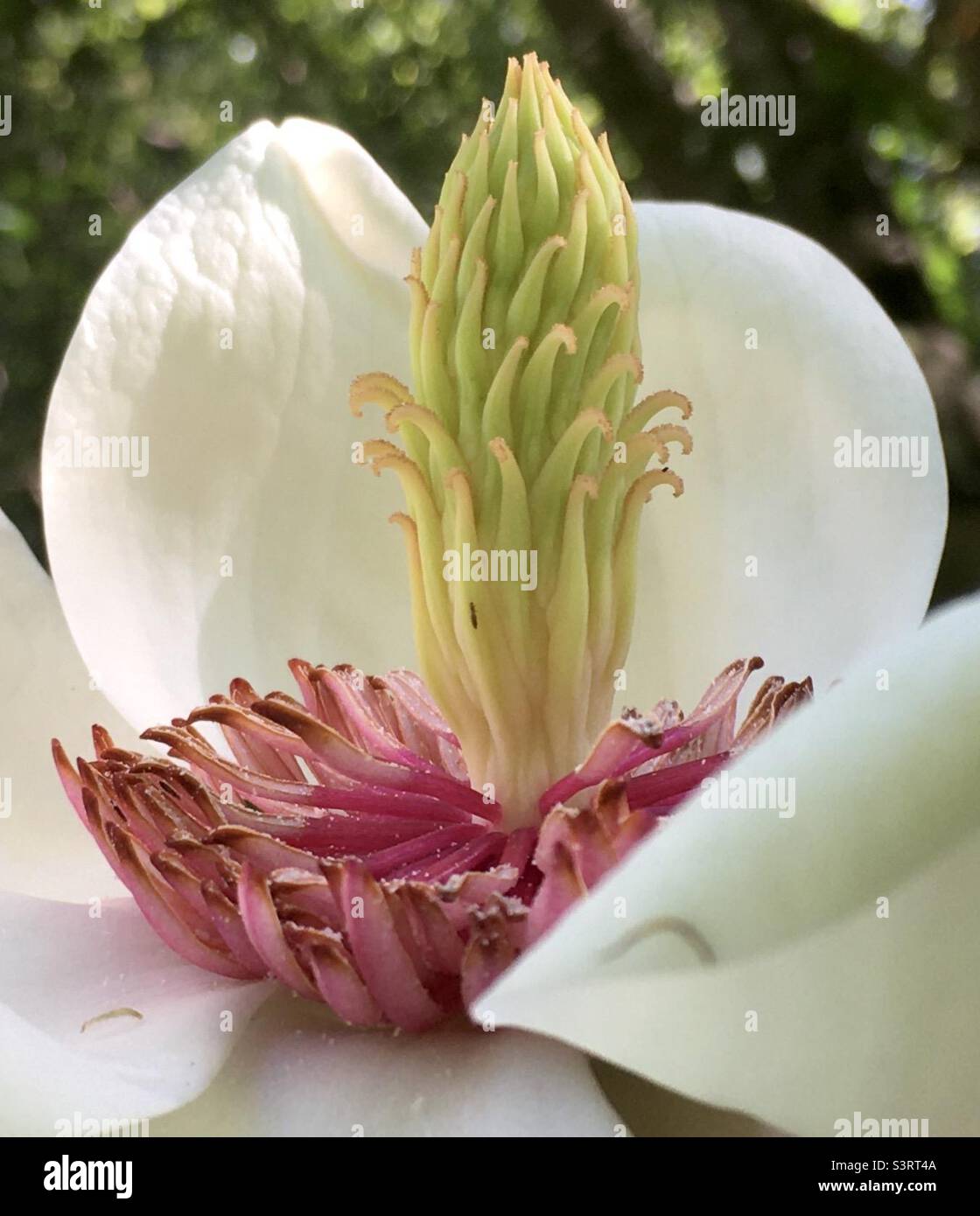 Flower structure hi-res stock photography and images - Alamy