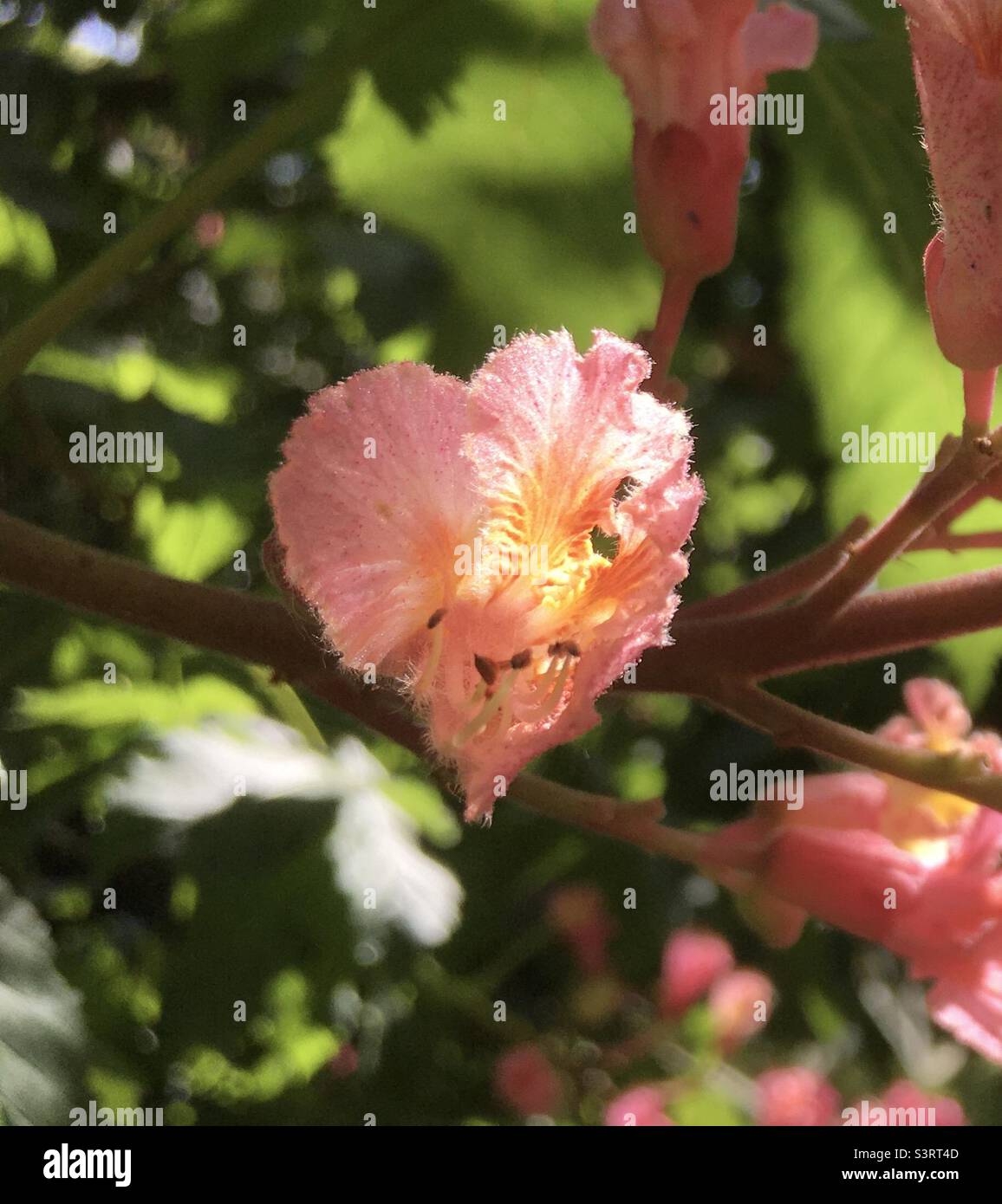 Beauty of lime trees hi-res stock photography and images - Alamy