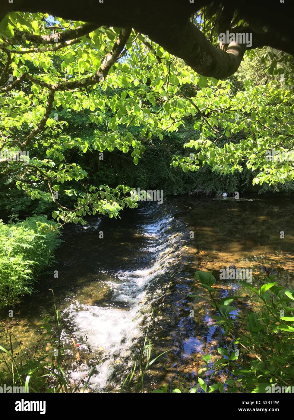 River, trees, leaves, branches, water, sunshine, nature, beauty Stock ...
