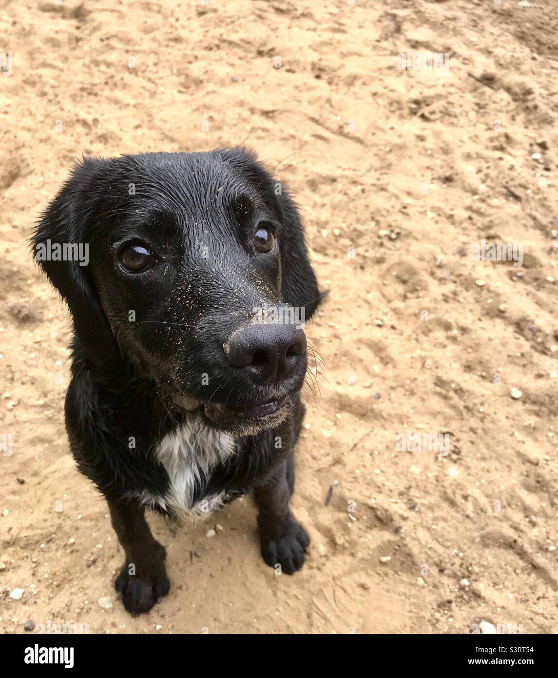 Puppy in sand hi-res stock photography and images - Alamy