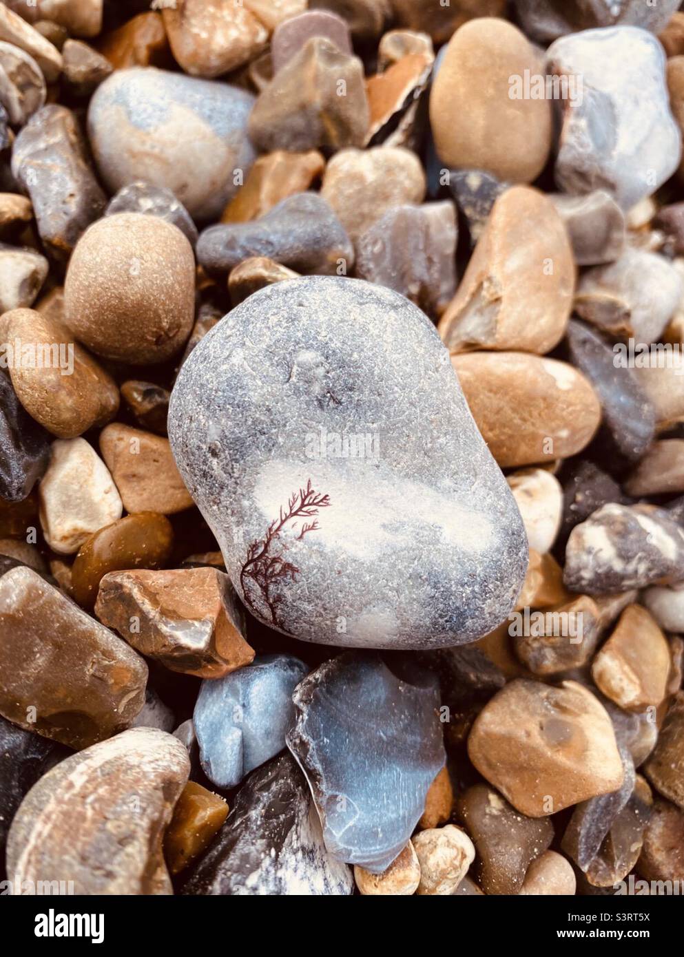 Algae red beach hi-res stock photography and images - Alamy