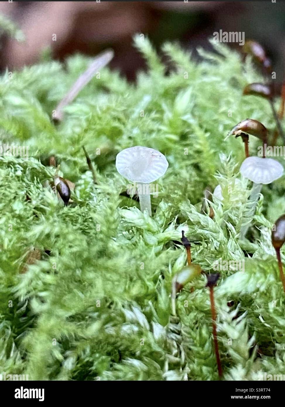 Translucent fungi hi-res stock photography and images - Alamy