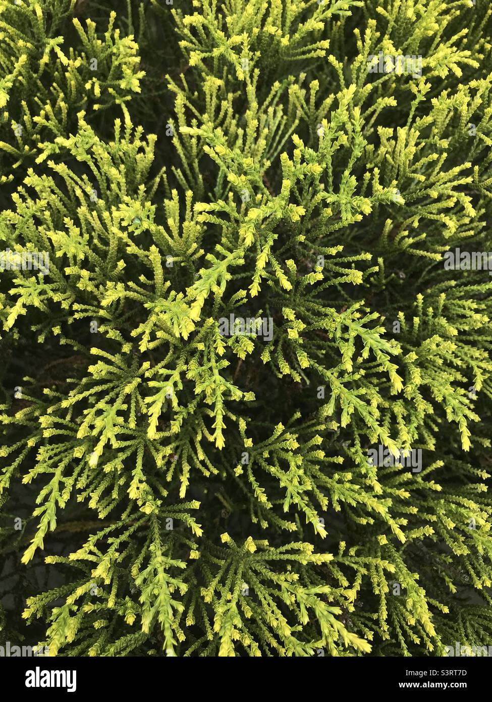 Bush texture hi-res stock photography and images - Alamy