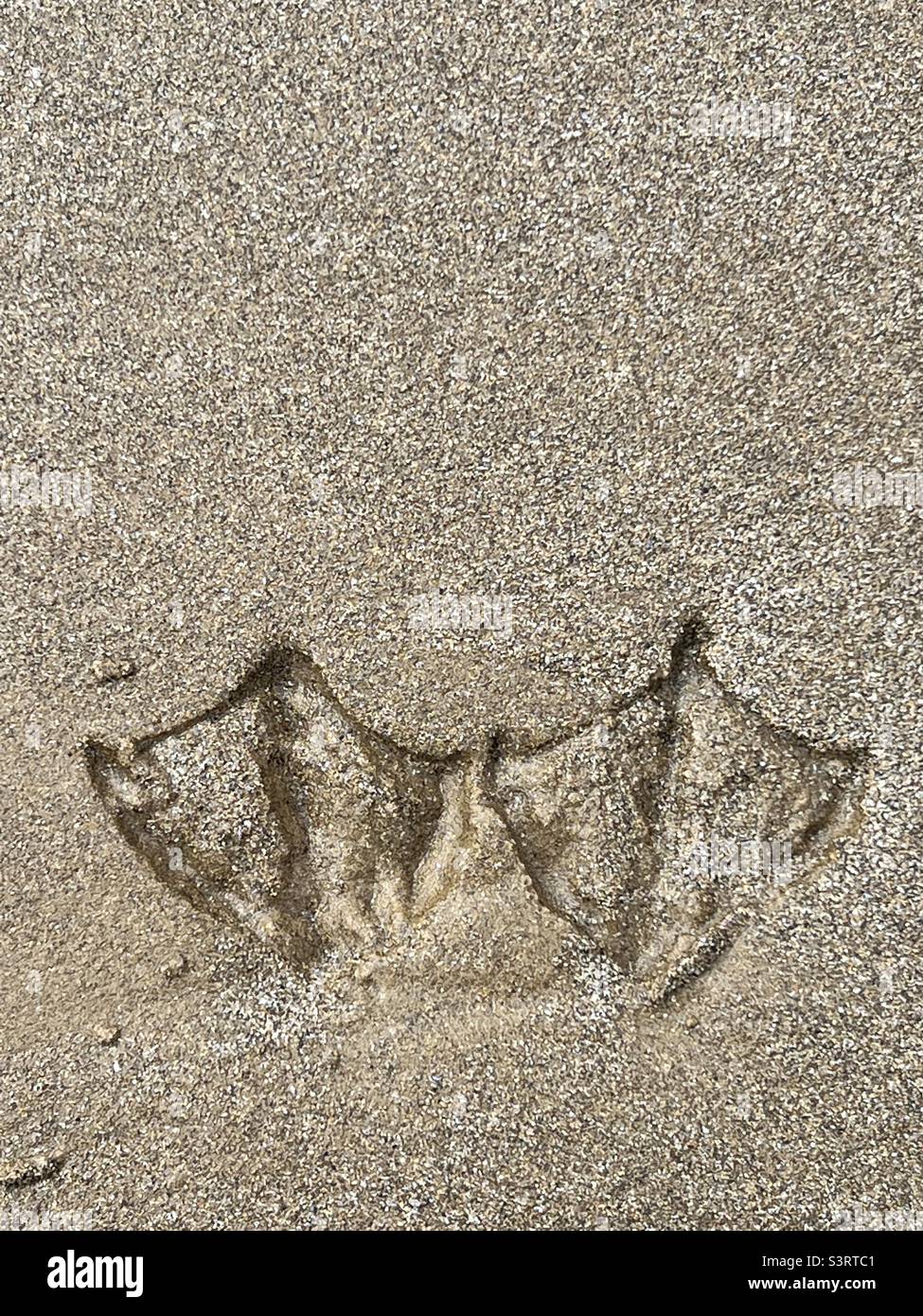 Gull footprints in the sand Stock Photo - Alamy