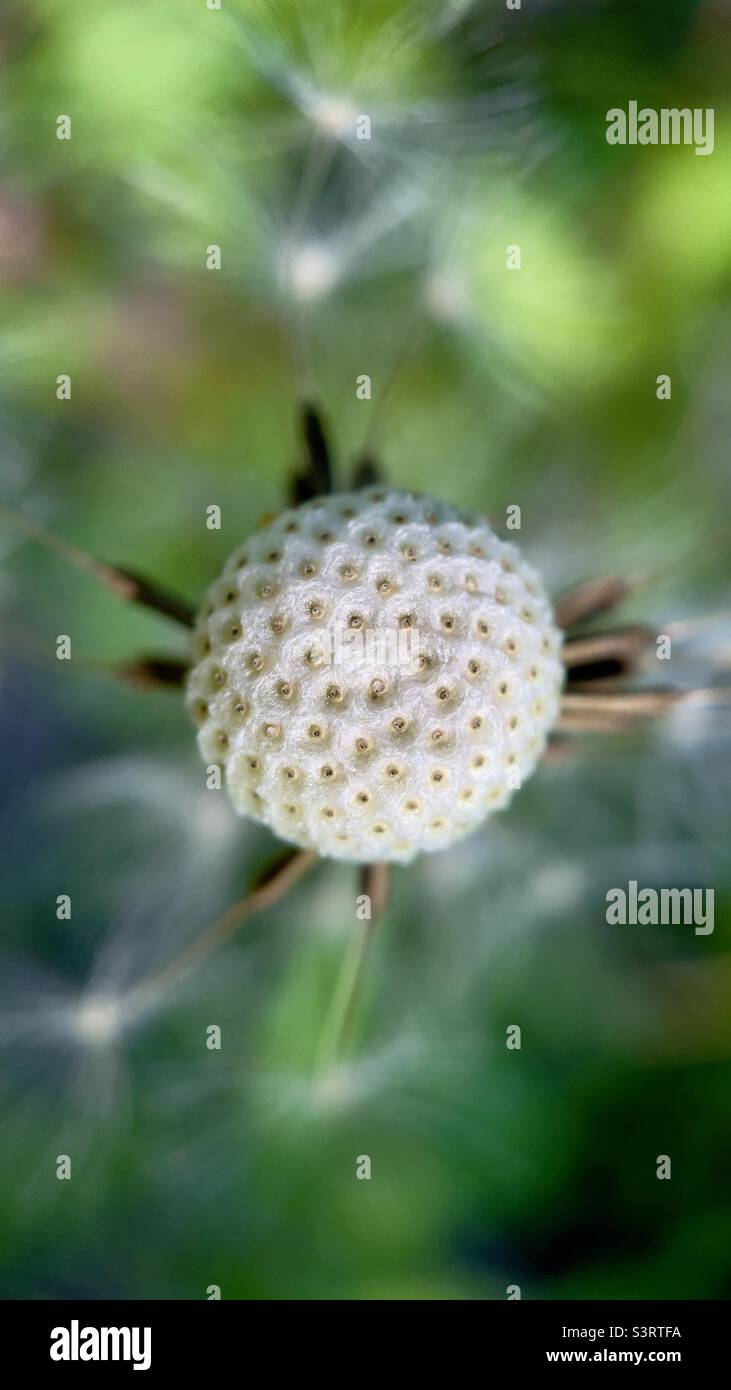 Blown flower hi-res stock photography and images - Alamy