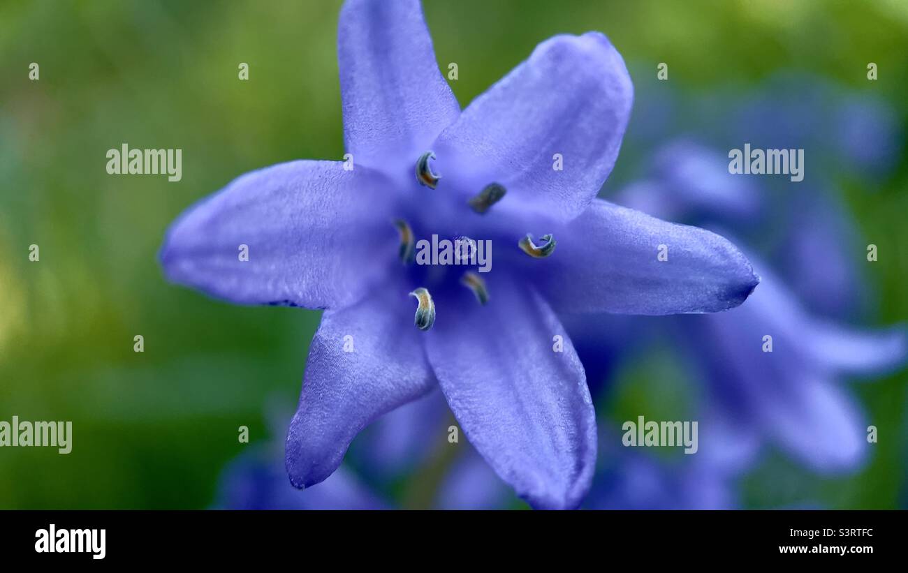 Purple scilla hi-res stock photography and images - Alamy