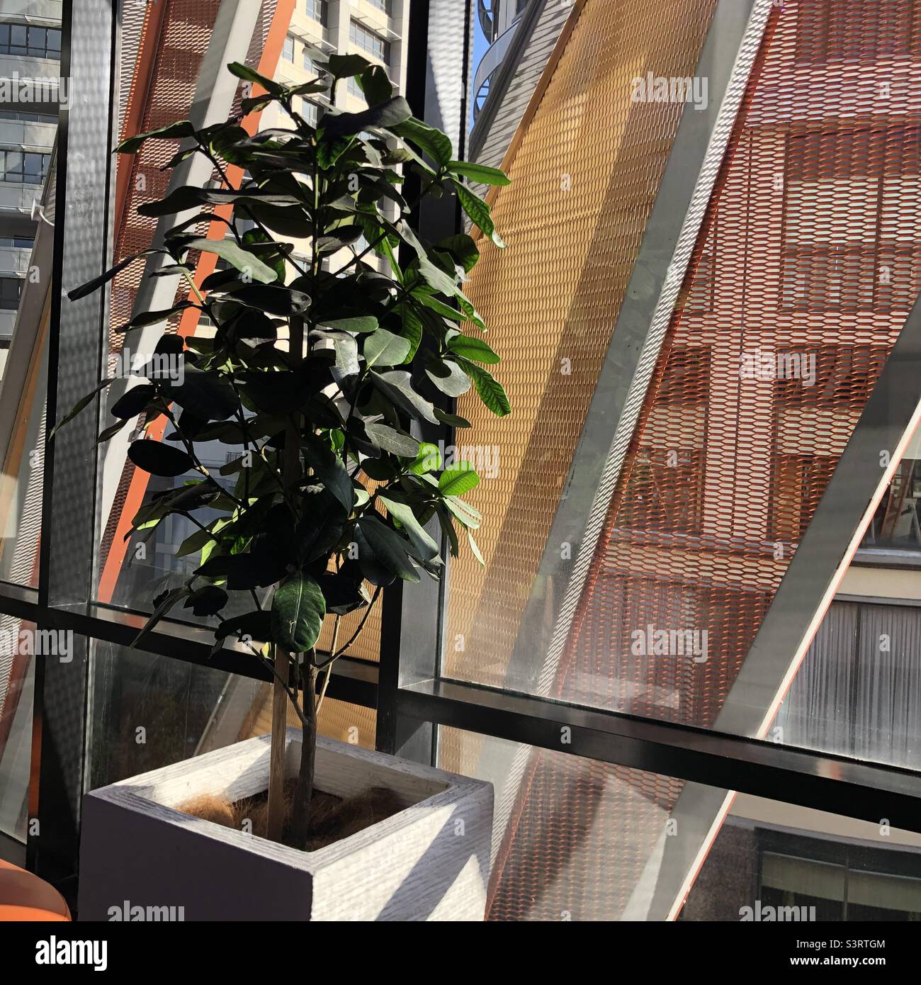 A green plant bathing in sunlight next to orange and yellow-panelled ...