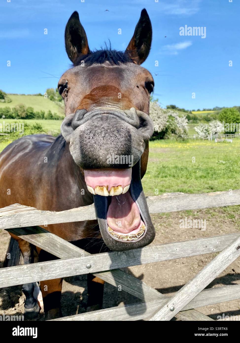 Horse teeth hi-res stock photography and images - Alamy