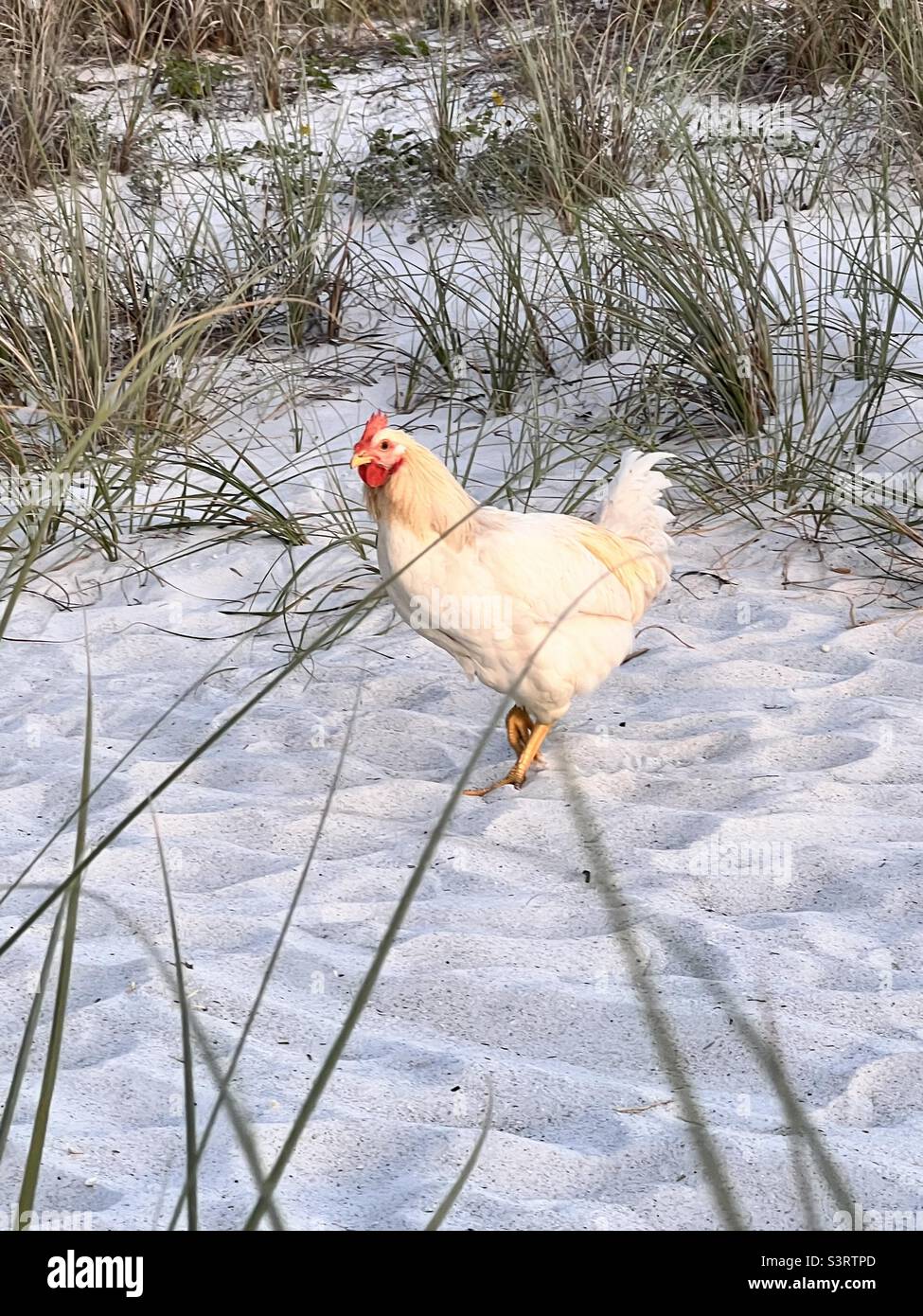 Chicken beach hi-res stock photography and images - Alamy