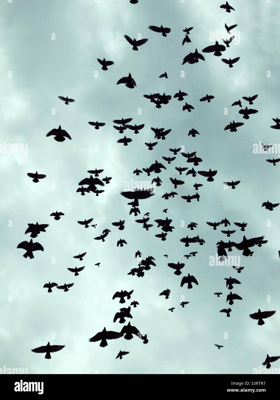 Birds minimalism hi-res stock photography and images - Alamy