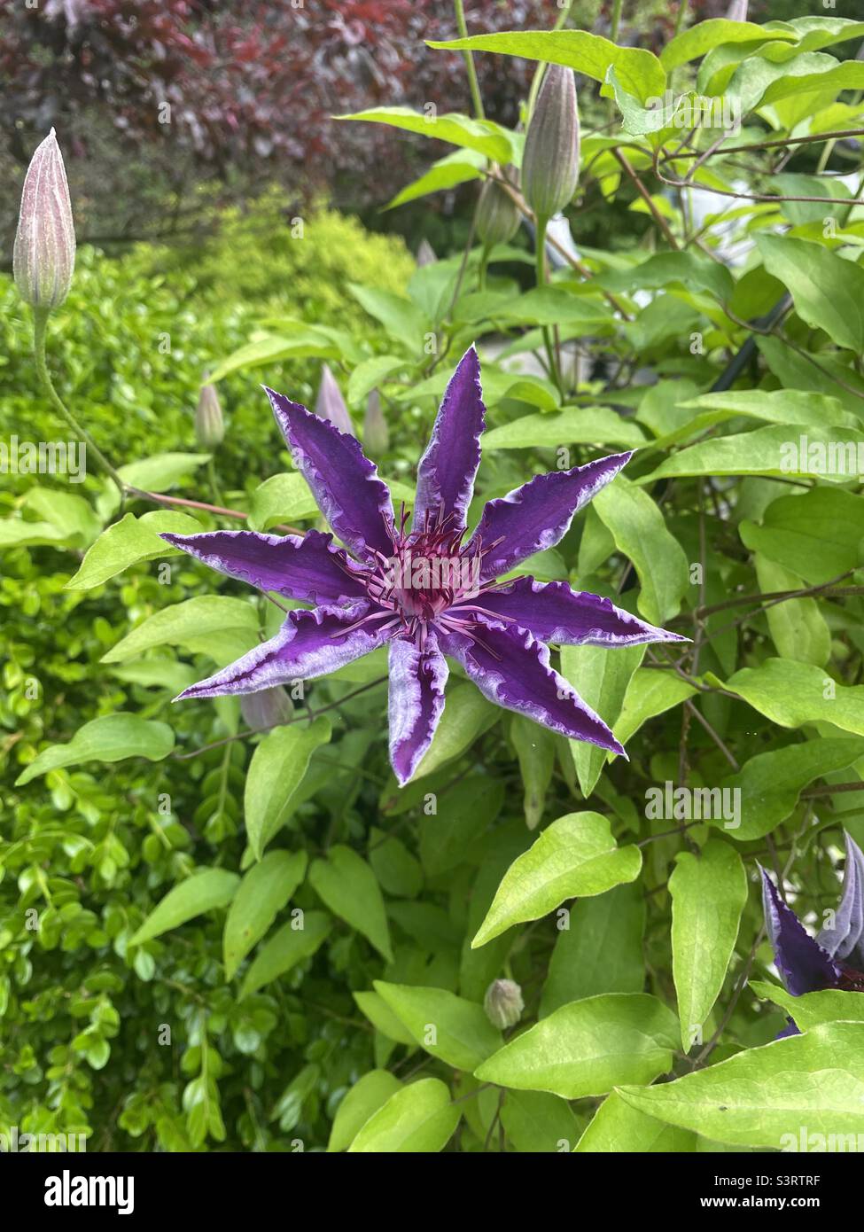 Purple star shaped flower hi-res stock photography and images - Alamy
