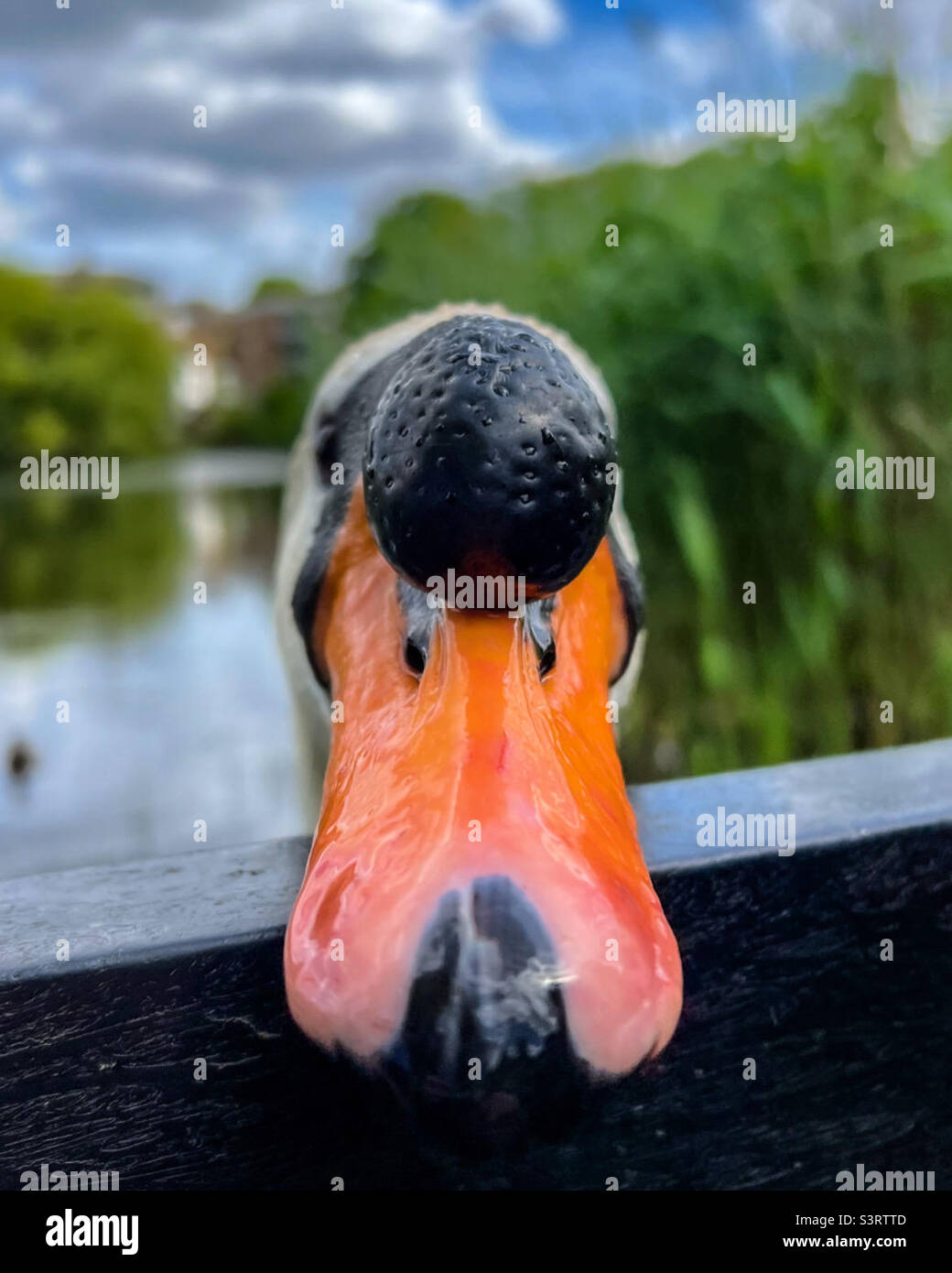 Swan face hi-res stock photography and images - Alamy