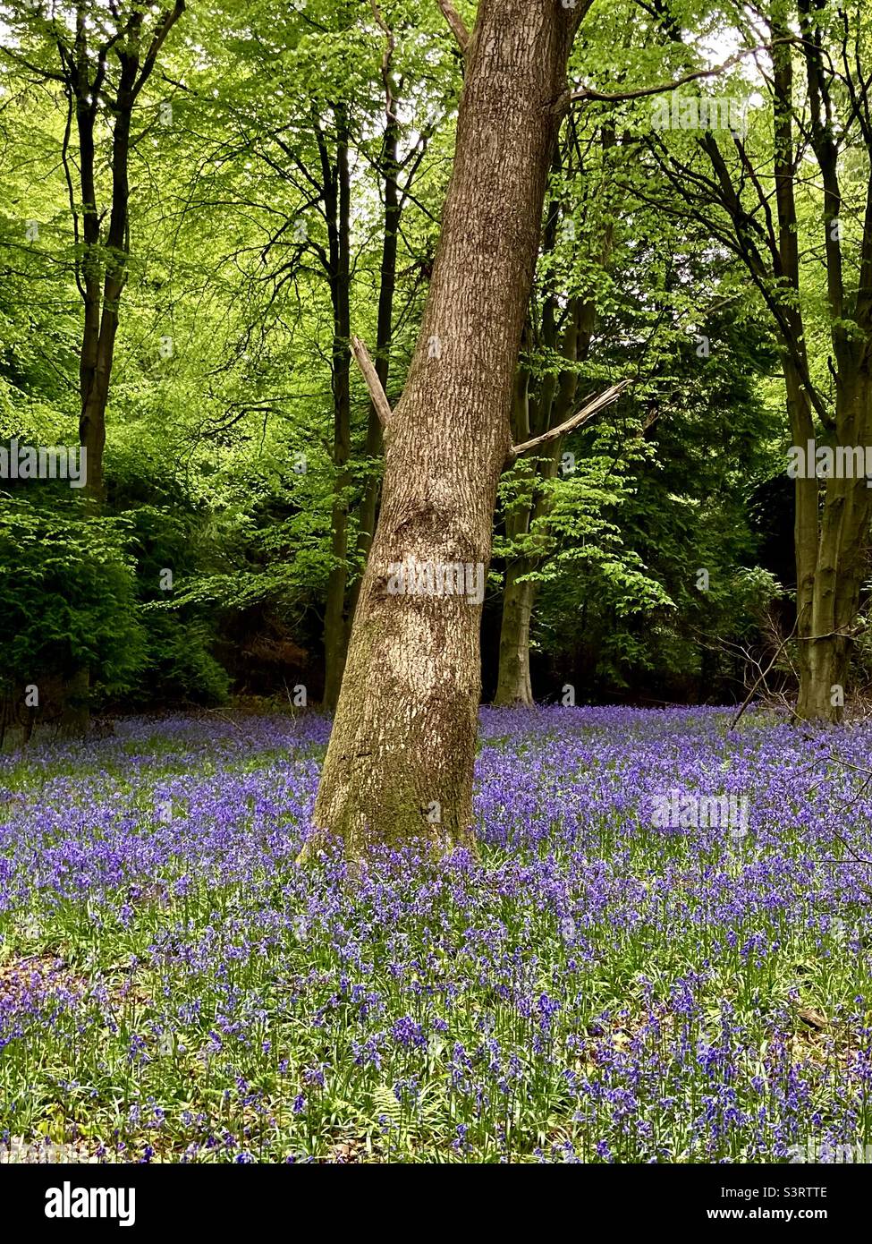 Forest clearing full of bluebells. Kent England Stock Photo - Alamy
