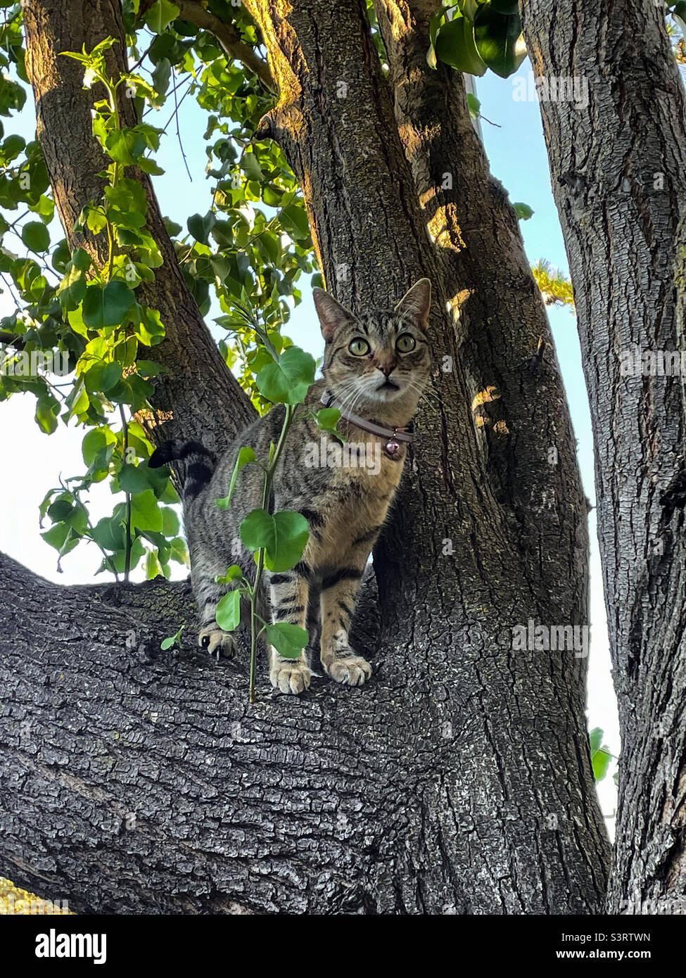 Not a helpless cat in a tree Stock Photo - Alamy