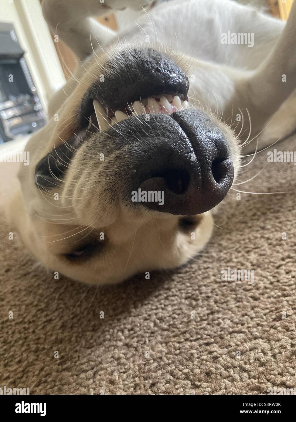 Smiling labrador hi-res stock photography and images - Alamy