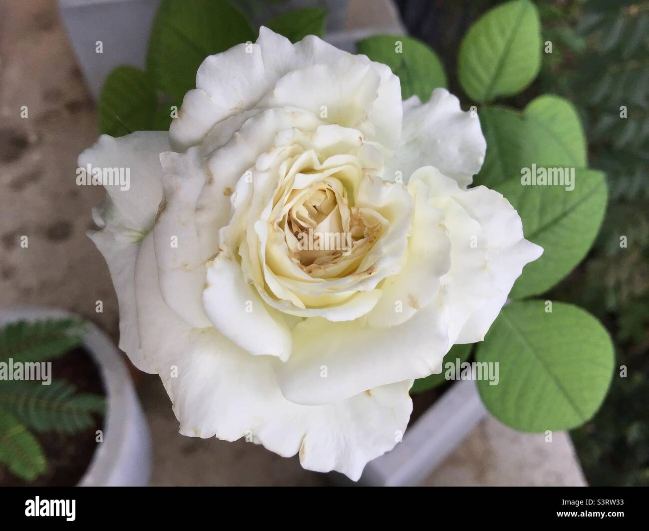 Here’s a fully bloomed white rose flower, emitting rays of beauty to ...