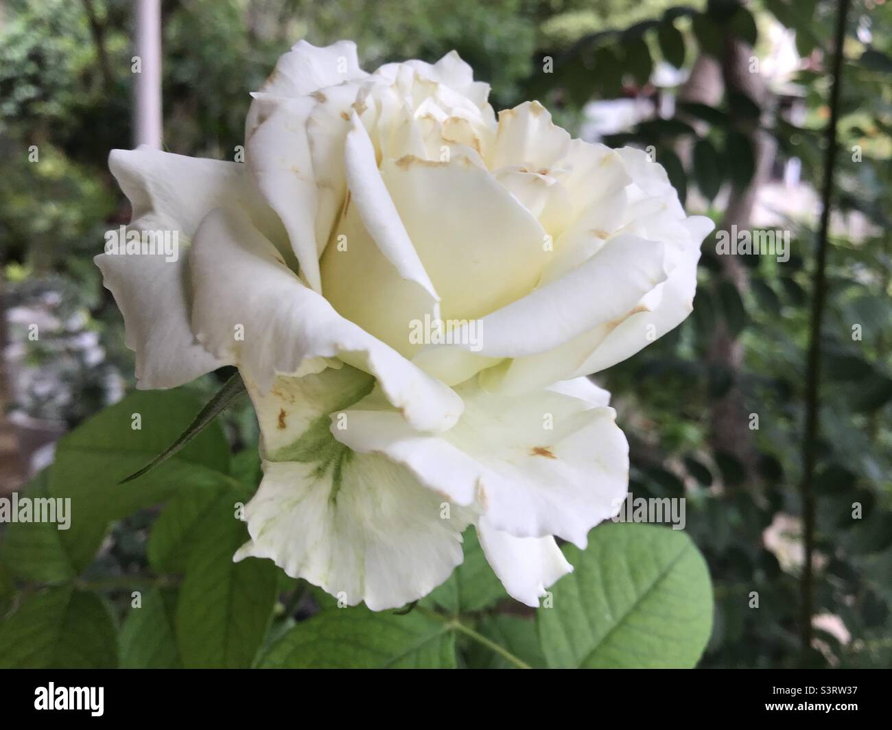 Here’s a fully bloomed white rose flower, which is emitting rays of ...