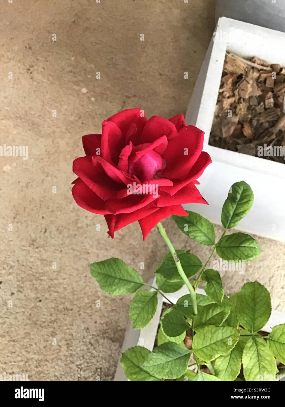 Radiating flower hi-res stock photography and images - Alamy