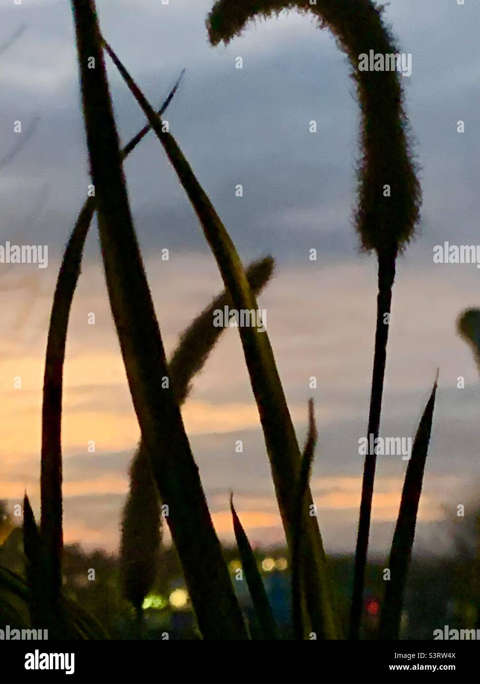 Bull sunset hi-res stock photography and images - Alamy