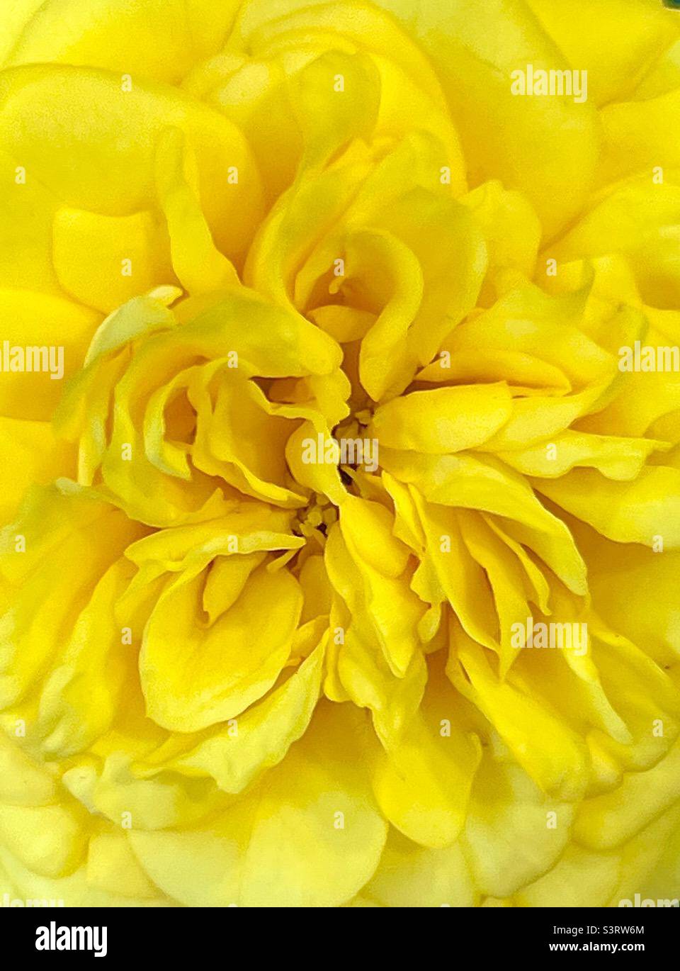 Layers of Yellow Rose petals Stock Photo - Alamy