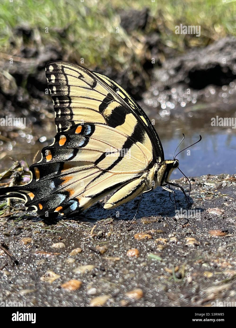 Giant yellow swallowtail butterfly Stock Photo - Alamy