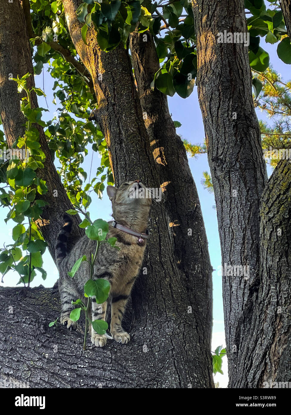 Move tree hi-res stock photography and images - Alamy