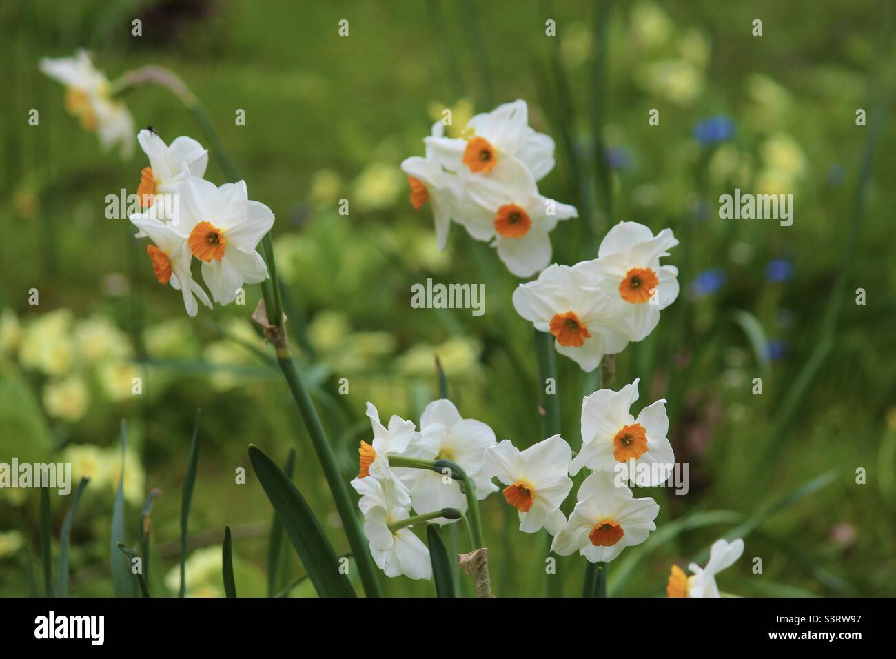 Pheasant eye daffodils hi-res stock photography and images - Alamy