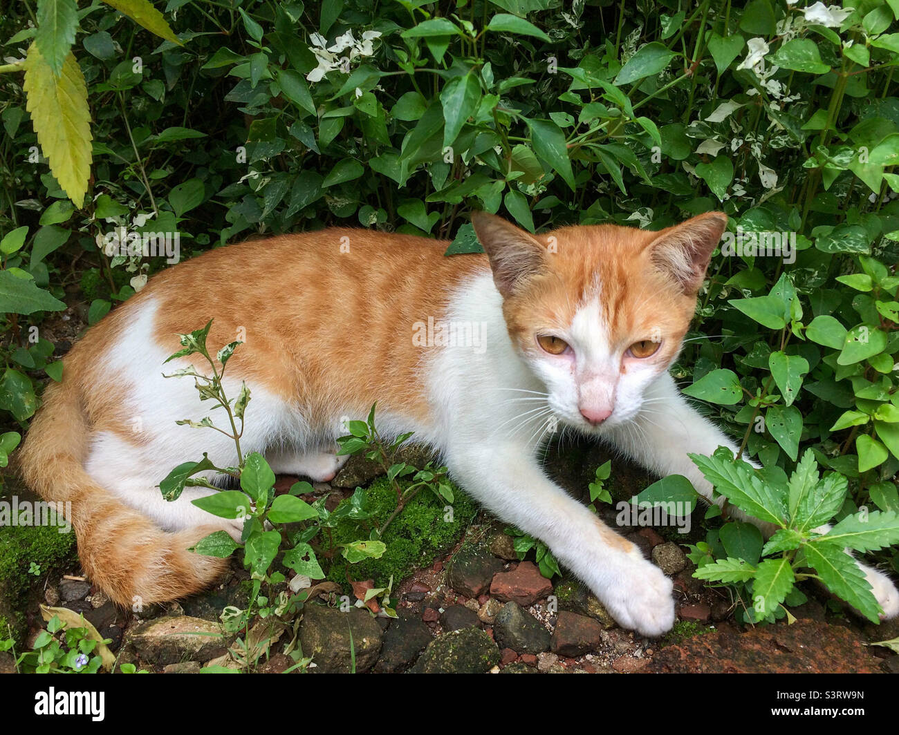 Lazy tabby cat hi-res stock photography and images - Alamy