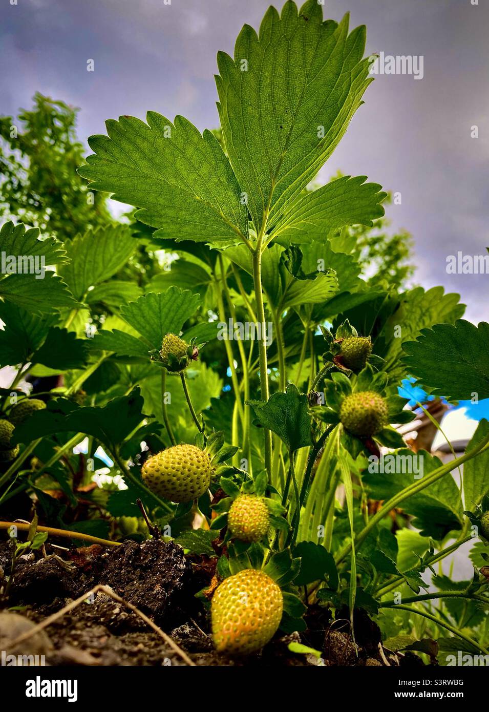 Unripe strawberry fruit hi-res stock photography and images - Alamy